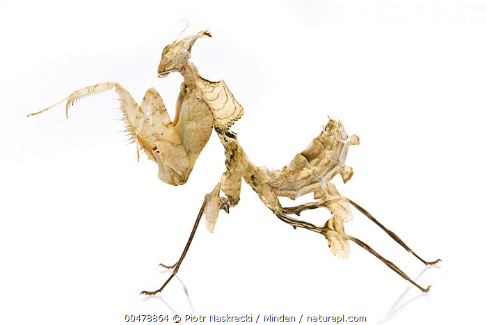 Stock photo of Devil's Praying Mantis (Idolomantis diabolica ...