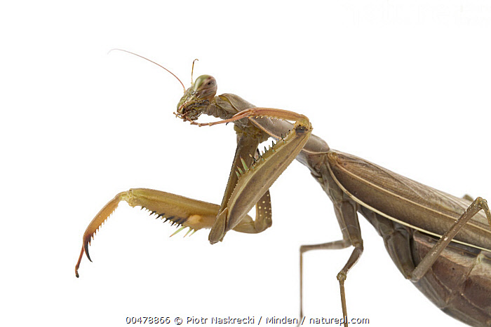 Stock photo of European Mantid (Mantis religiosa) cleaning foot ...