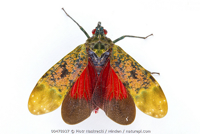 Stock photo of Fulgorid Planthopper (Fulgoridae) spreading wings to ...
