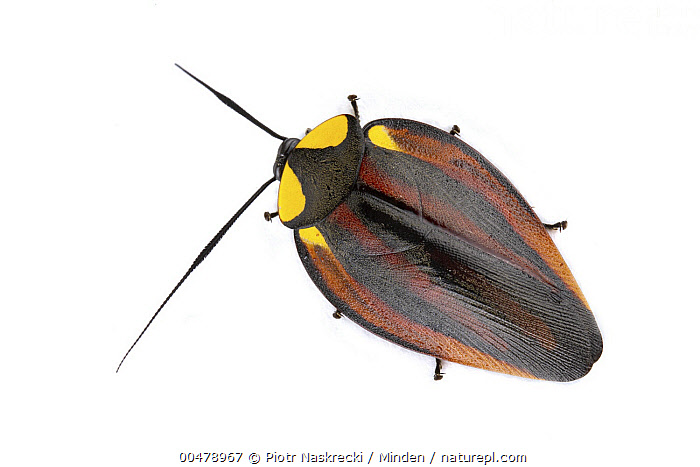 Stock photo of Beautiful Day Cockroach (Paratropes bilunata), Barbilla ...