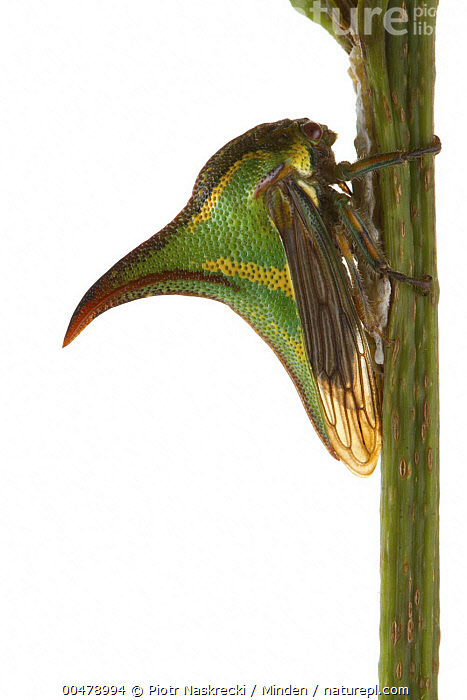 Stock photo of Treehopper (Umbonia crassicornis) mimicking thorn, La ...