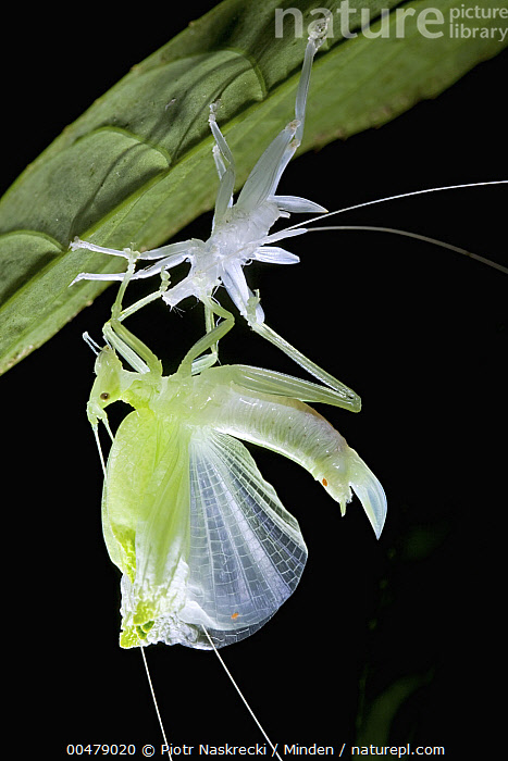Stock photo of Katydid (Tympanoptera sp) undergoing its final molt, New ...