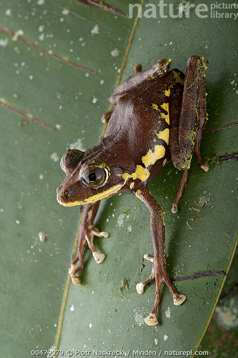 Stock photo of Ground Frog (Platymantis sp), newly discovered species ...