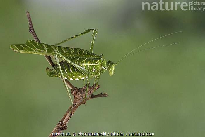 Stock photo of Acacia Katydid (Terpnistria zebrata), Silaka Nature ...