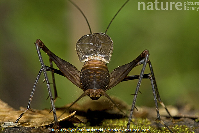 Stock photo of Saba Cricket (Amphiacusta saba) male calling, Saba, West ...
