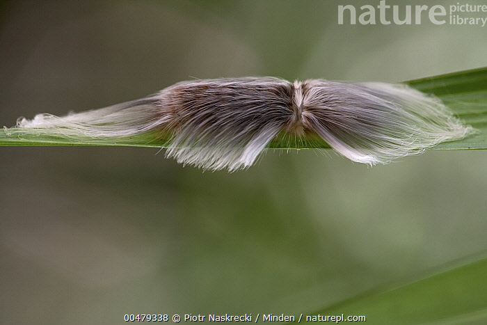 Stock photo of Flannel Moth (Megalopygidae) caterpillar, Sipaliwini ...