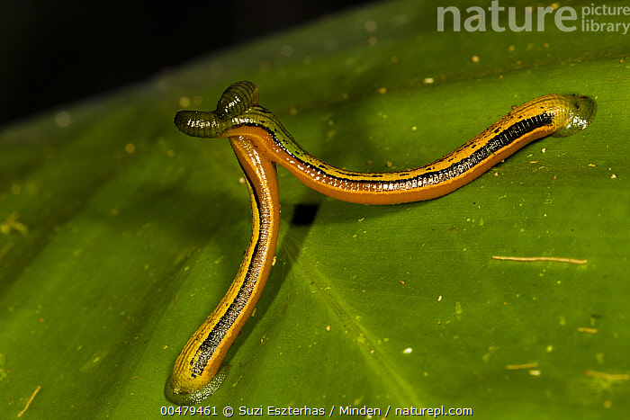 Stock photo of Tiger Leech (Haemadipsa picta) pair fighting, Danum ...