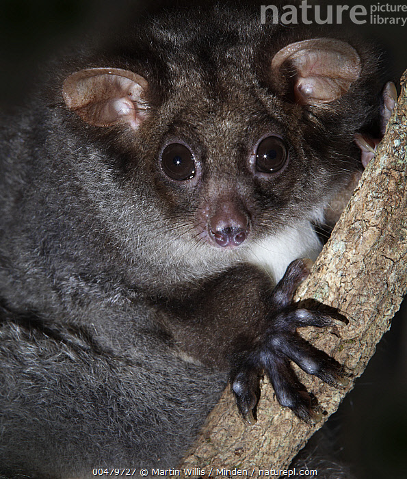 Stock photo of Greater Glider (Petauroides volans) in tree at night ...