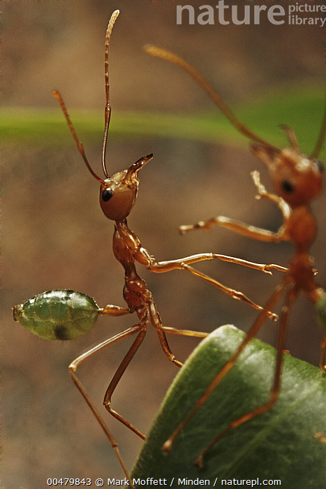 Stock photo of Green Tree Ant (Oecophylla smaragdina) pair in defensive ...