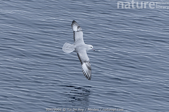 Stock photo of Antarctic Fulmar (Fulmarus glacialoides) flying ...