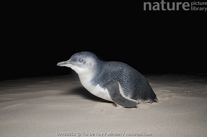 Stock photo of Little Blue Penguin (Eudyptula minor) on beach at night ...