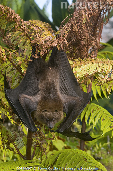 Stock photo of Rodrigues Flying Fox (Pteropus rodricensis) roosting ...