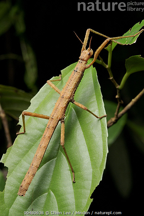 Stock photo of Stick insect, Halmahera Island, North Maluku, Indonesia ...