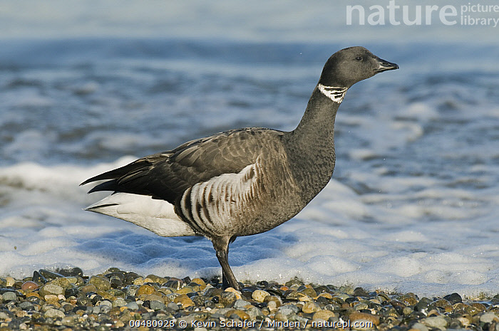 Stock photo of Black Brant (Branta nigricans), Puget Sound, Washington ...