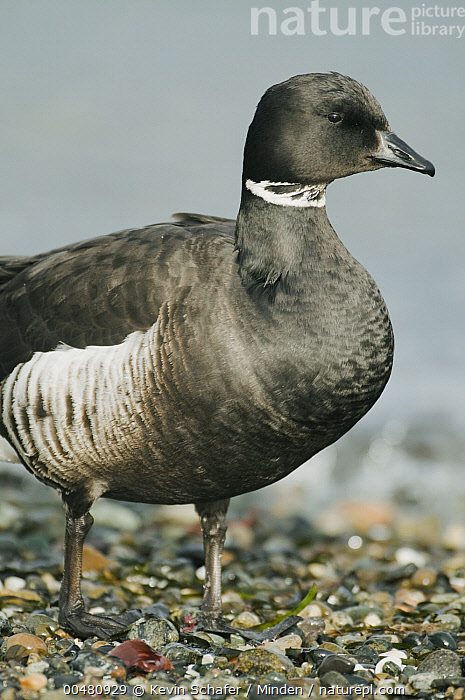 Stock photo of Black Brant (Branta nigricans), Puget Sound, Washington ...