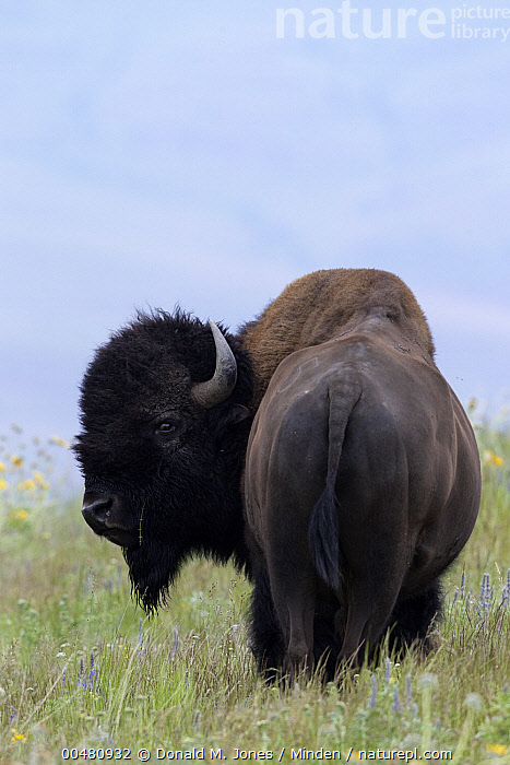 Stock photo of American Bison (Bison bison) bull, National Bison Range, Moise, Montana ...