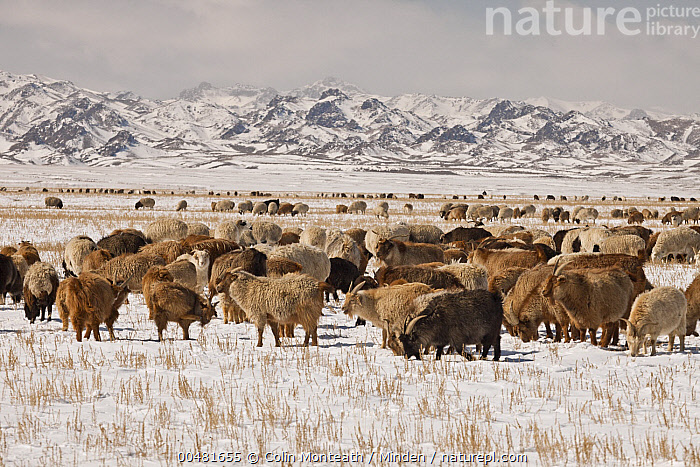 Stock photo of Domestic Sheep (Ovis aries) and Domestic Goat (Capra ...