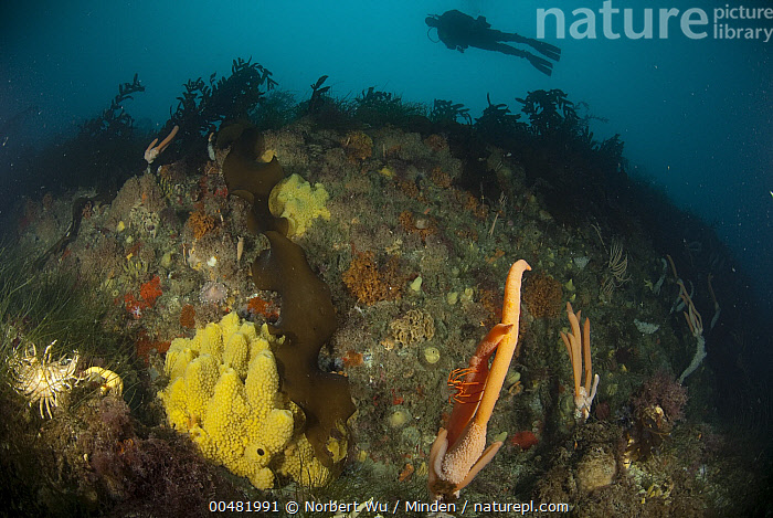 Stock photo of Antarctic Sun Starfish (Labidiaster annulatus ...
