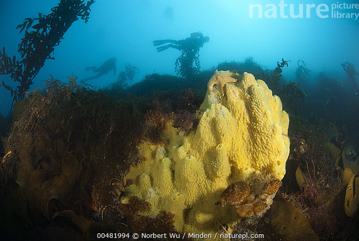 Stock photo of Sponge (Mycale acerata) and kelp forest, Palmer Station ...
