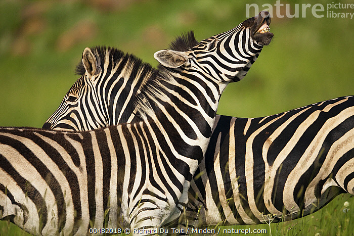 Stock photo of Burchell's Zebra (Equus burchellii) male flehming ...