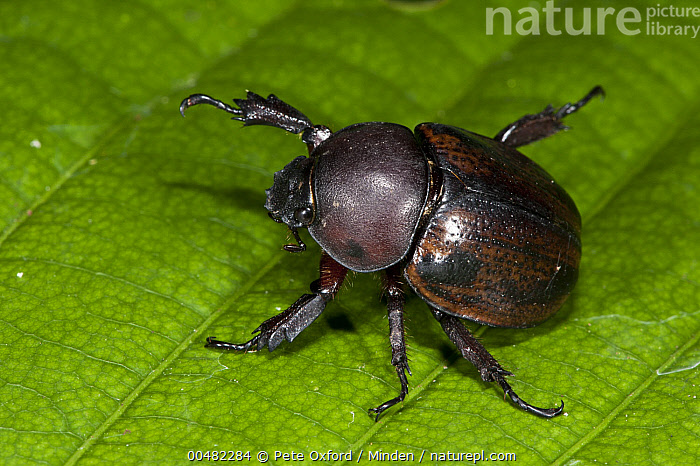 Stock photo of Dung Beetle (Scarabaeidae) in defensive posture, Yasuni ...