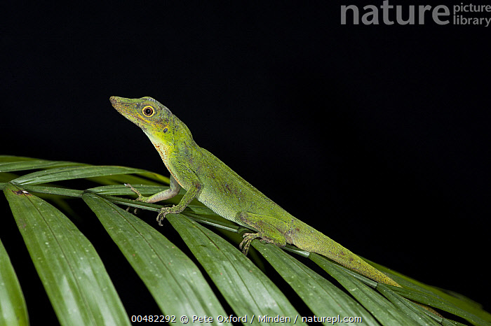 Stock photo of Spotted Anole (Anolis punctatus), Yasuni National Park ...