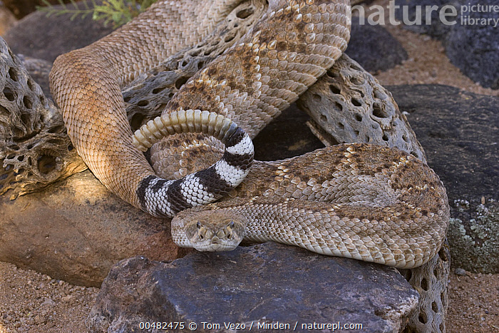 Stock photo of Western Diamondback Rattlesnake (Crotalus atrox ...