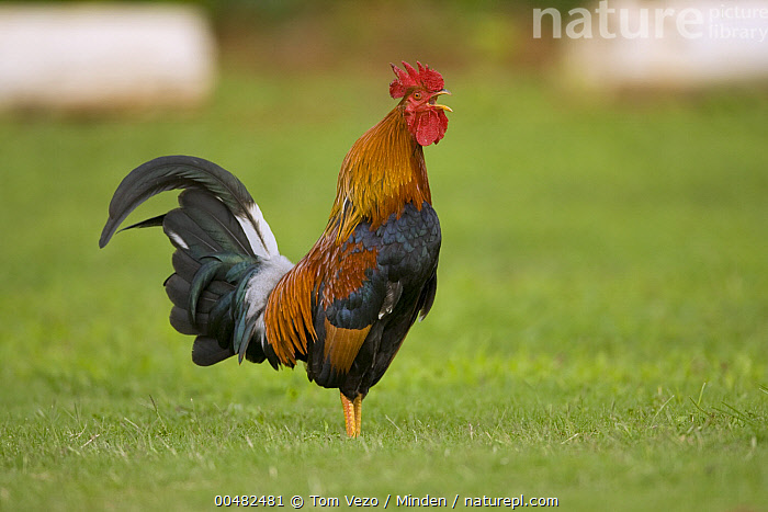 Stock photo of Domestic Chicken (Gallus domesticus) rooster calling ...