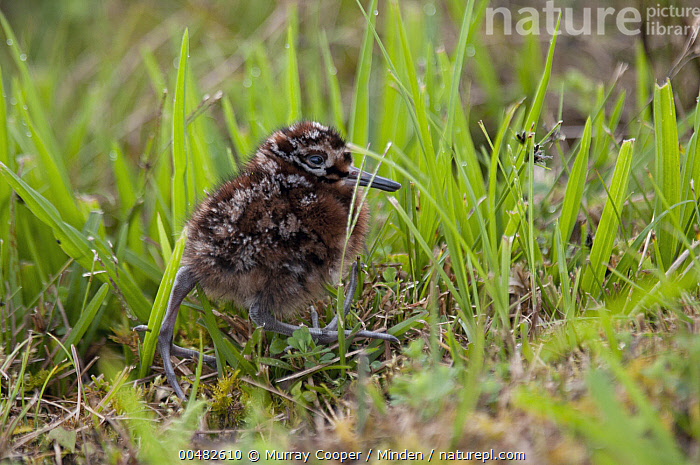 Stock photo of Noble Snipe (Gallinago nobilis) day old chick, Andes ...