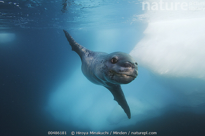 Stock photo of Leopard Seal (Hydrurga leptonyx), Antarctic Peninsula ...