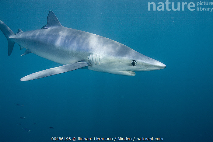 Stock photo of Blue Shark (Prionace glauca) large female, eight miles ...