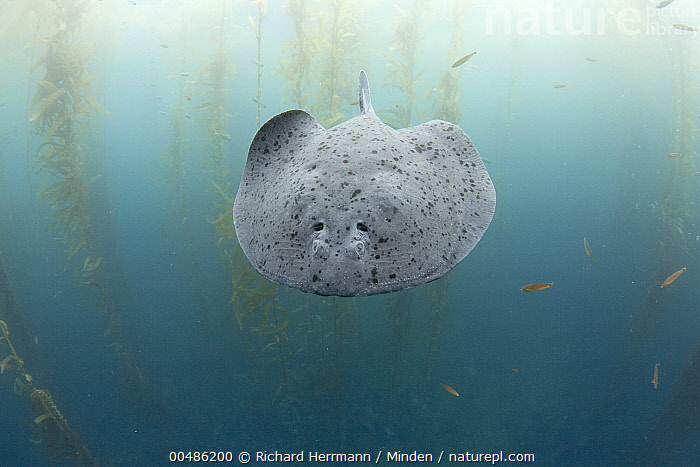 Stock photo of Electric Ray (Torpedo californica), one hundred miles ...