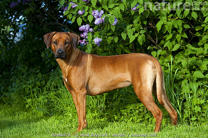 Stock photo of Rhodesian Ridgeback (Canis familiaris). Available for ...