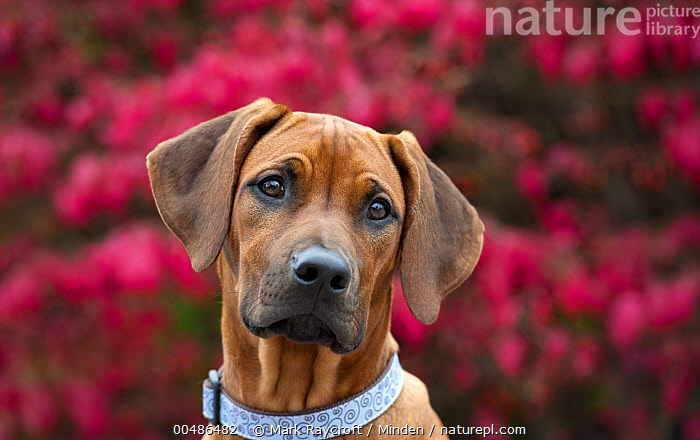 Stock photo of Rhodesian Ridgeback (Canis familiaris) puppy. Available ...