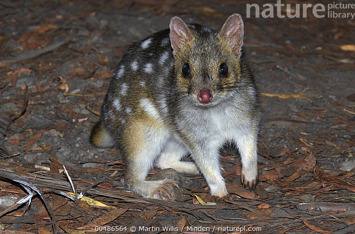 Stock photo of Eastern Quoll (Dasyurus viverrinus) at night, Tasmania ...