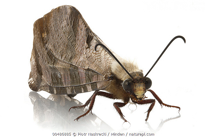 Stock photo of Antlion (Palpares sp), Gorongosa National Park ...