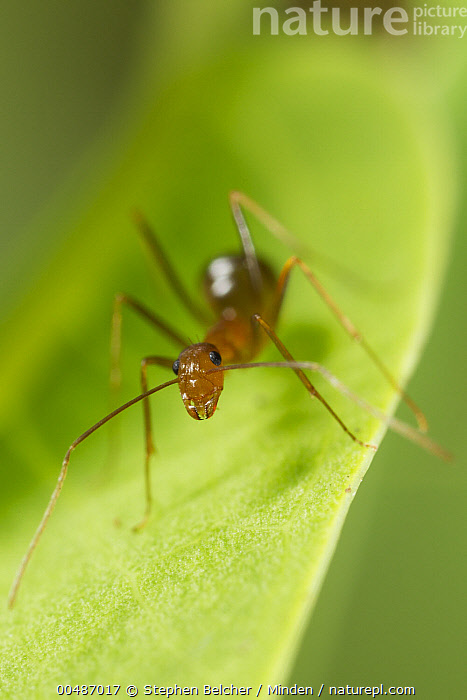 Stock photo of Yellow Crazy Ant (Anoplolepis gracilipes), Christmas ...