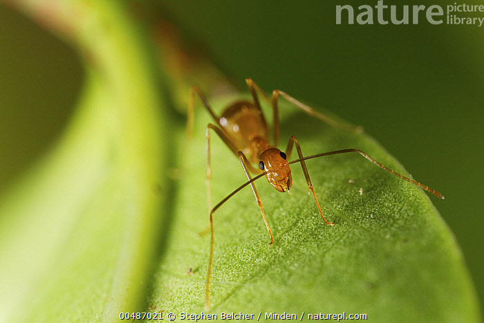 Stock photo of Yellow Crazy Ant (Anoplolepis gracilipes), Christmas ...