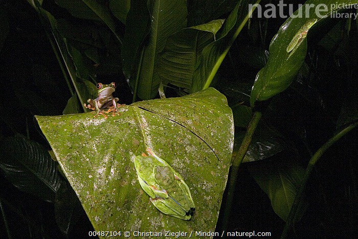 Stock photo of Misfit Leaf Frog (Agalychnis saltator) pair mating in ...