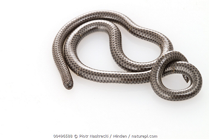 Stock photo of Peter's Thread Snake (Leptotyphlops scutifrons ...