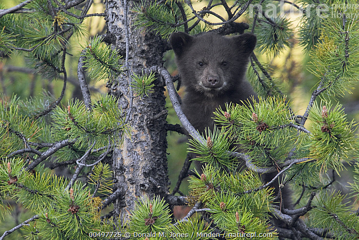 Stock photo of Black Bear (Ursus americanus) cub in pine tree, Jasper ...