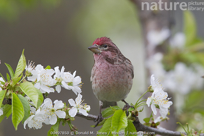 Stock photo of Cassin's Finch (Carpodacus cassinii) male in flowering ...