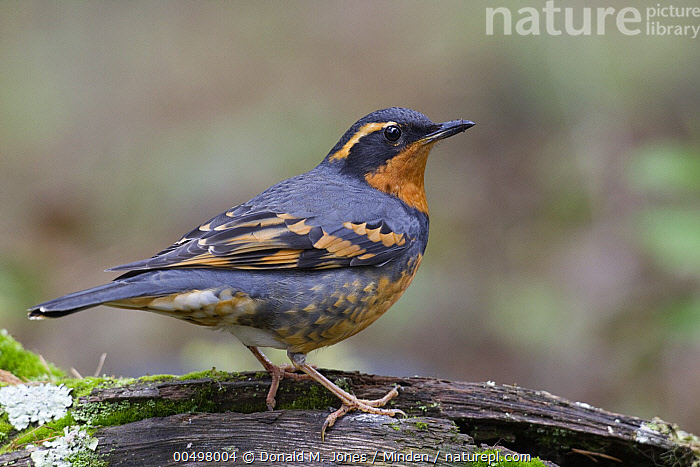 Stock photo of Varied Thrush (Ixoreus naevius) male, Troy, Montana ...