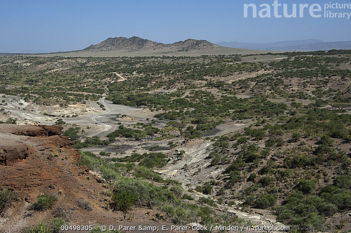 Stock photo of Dry river valley, Olduvai Gorge, Tanzania. Available for ...