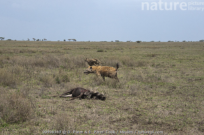 Stock photo of Spotted Hyena (Crocuta crocuta) chasing Cheetah ...