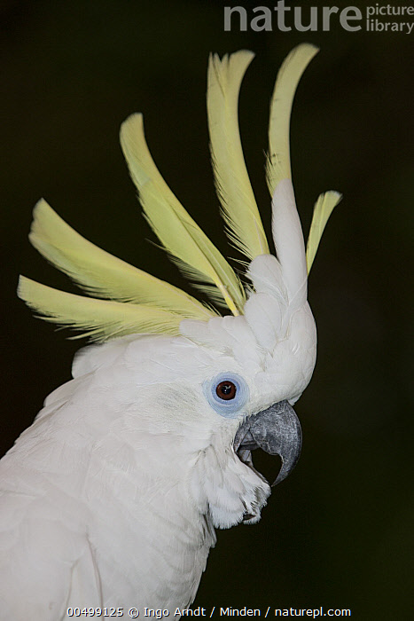 Female Cockatoo