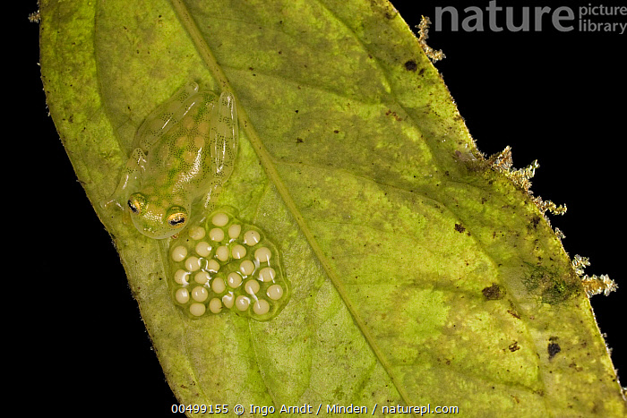 Stock photo of Reticulated Glass Frog (Hyalinobatrachium valerioi) male ...