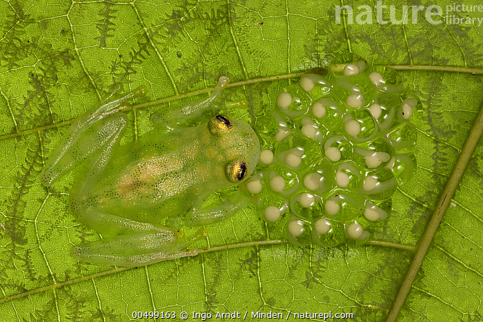 Stock photo of Reticulated Glass Frog (Hyalinobatrachium valerioi) male ...