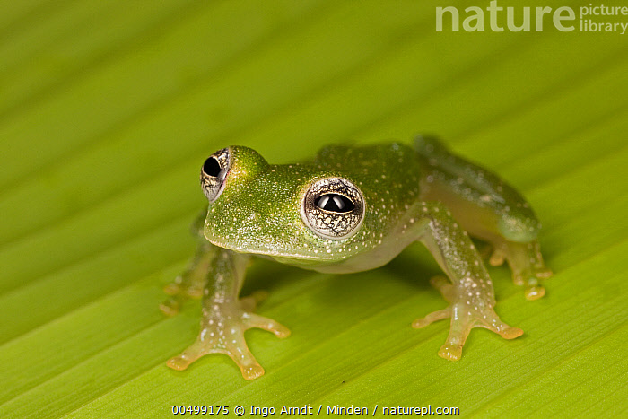 Stock photo of Powdered Glass Frog (Cochranella pulverata) on leaf ...