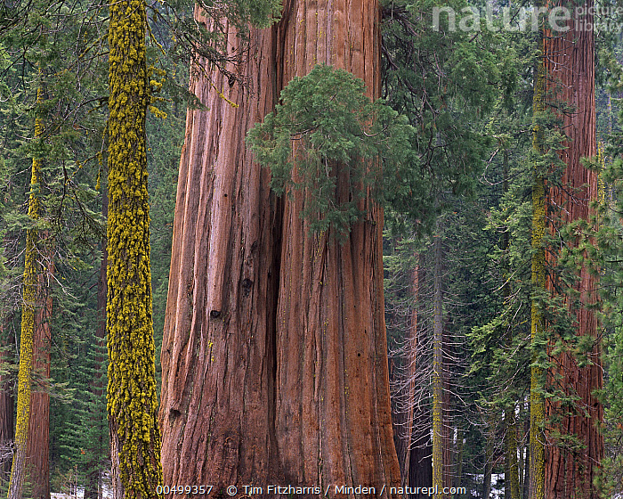 Stock photo of Giant Sequoia (Sequoiadendron giganteum) trees ...